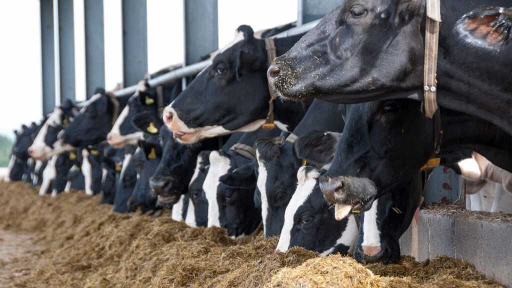 Dairy Cattle Feed: Optimizing Nutrition for Maximum Productivity